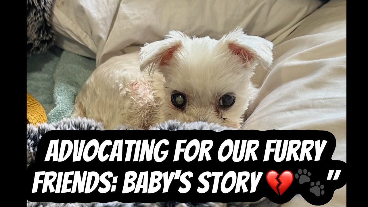 Advocating for Our Furry Friends: Baby's Story 💔🐾 - YouTube
