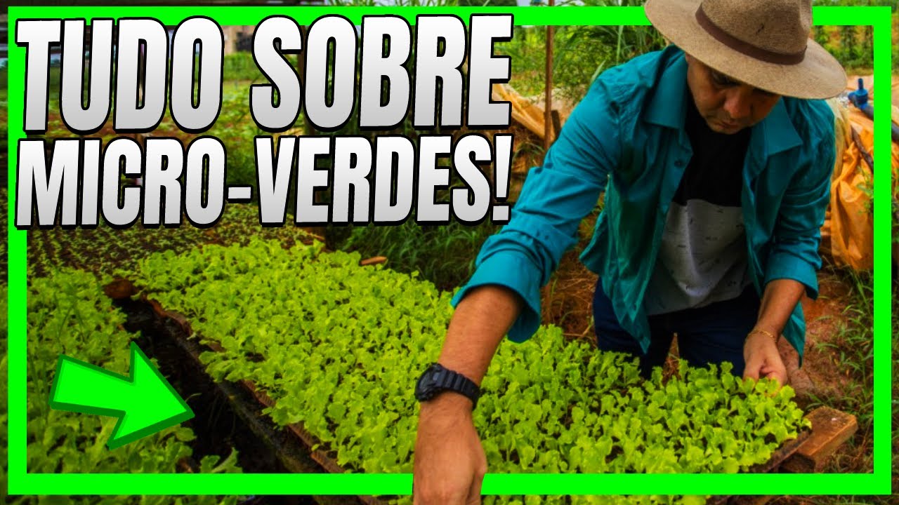 TUDO sobre MICRO VERDES! O QUE É e COMO FAZER - YouTube