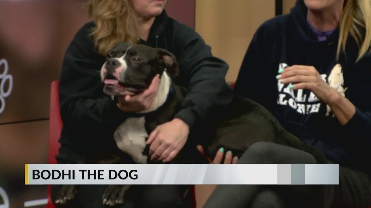 FURRY FRIDAY: Meet Bodhi the Dog - YouTube