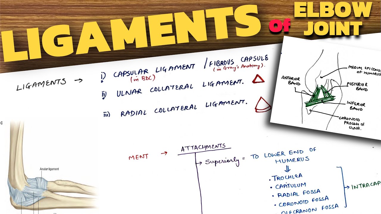 Ligaments of Elbow Joint | Elbow Joint Anatomy (2/4) - YouTube
