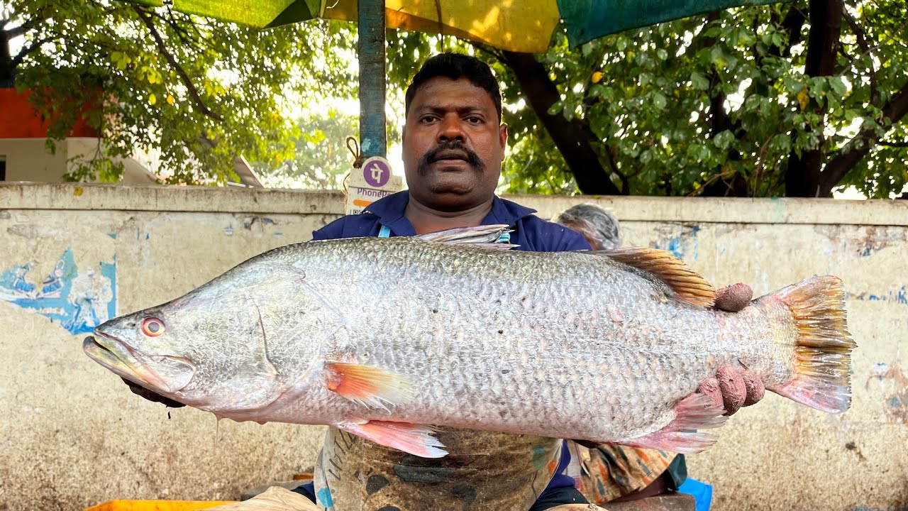 🤯ORIGINAL KODUVA FISH | KASIMEDU SPEED SELVAM FAST FISH CUTTING SKILLS ...
