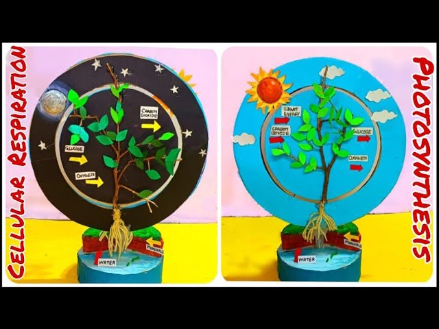 Cellular Respiration Model Project Cellular Respiration And