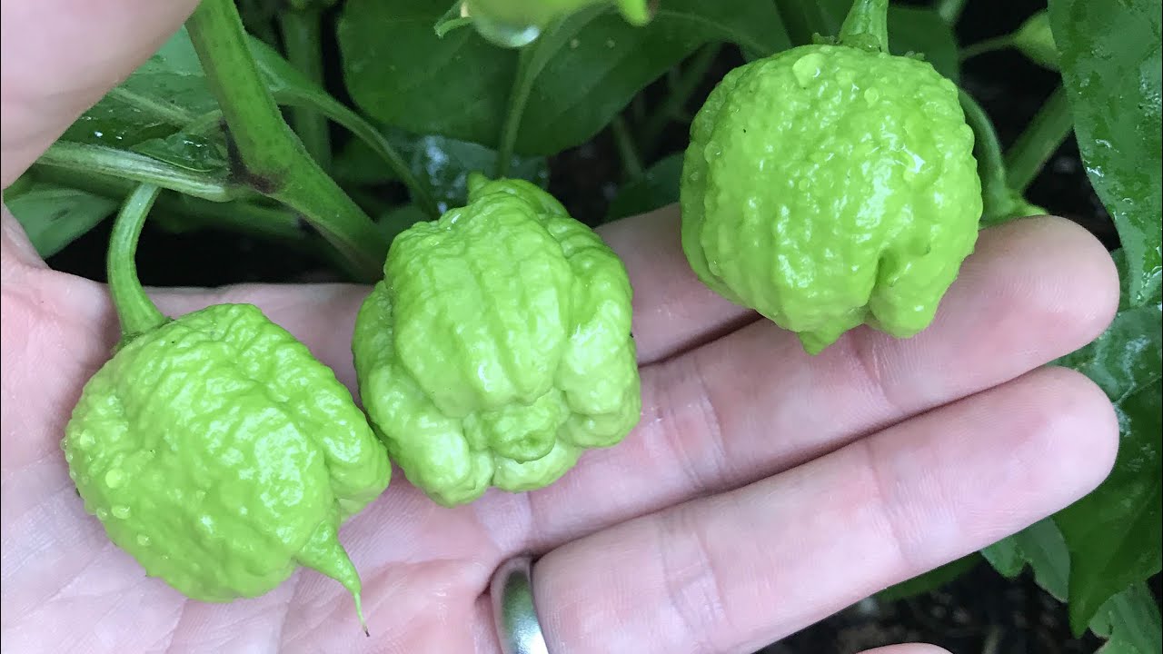 2017 Pepper Grow Season, Episode 07 (Hand pollinating for more fruit ...