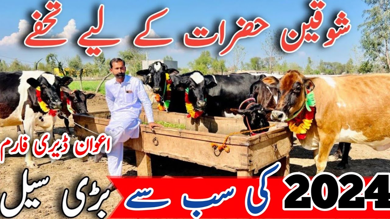 Awan Dairy Farm | Australian Friesian Cows And Jersey cows | Jani Best ...