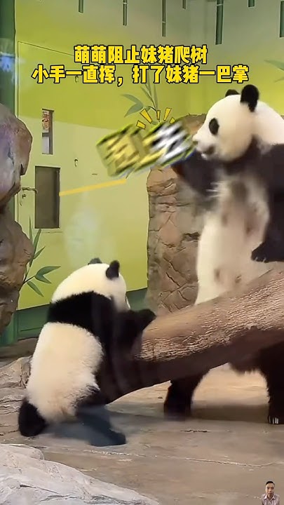 Strict Panda Mom Teaching Her Cub a Lesson! 🐼👩‍🍼📚 | 까칠한 엄마 판다의 교육 타임! #둥이 #cute #funny #animals ...