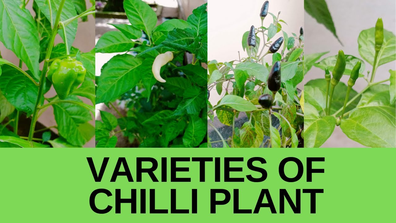 Varieties Of Chilli plants | Different types of Chilli plants - YouTube