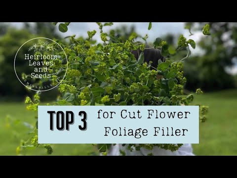 #19 Top 3 Filler Flowers that are Mostly Foliage Cut Flower Farm ...
