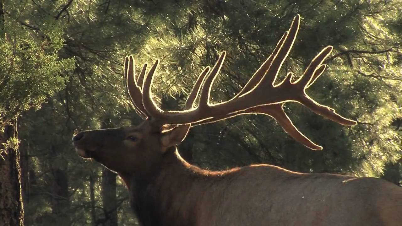 Big Bull Elk in Velvet WOW Several rub velvet off AZ- Wild Visions ...