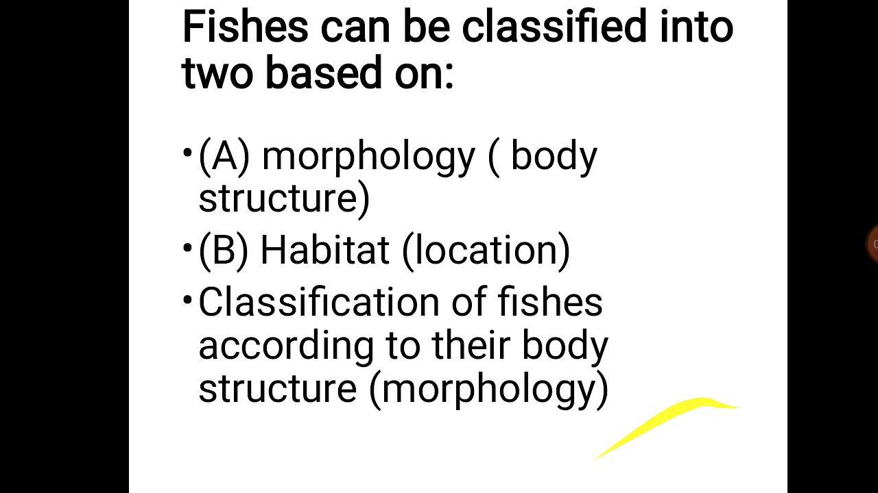 Top Classification of fishes - YouTube