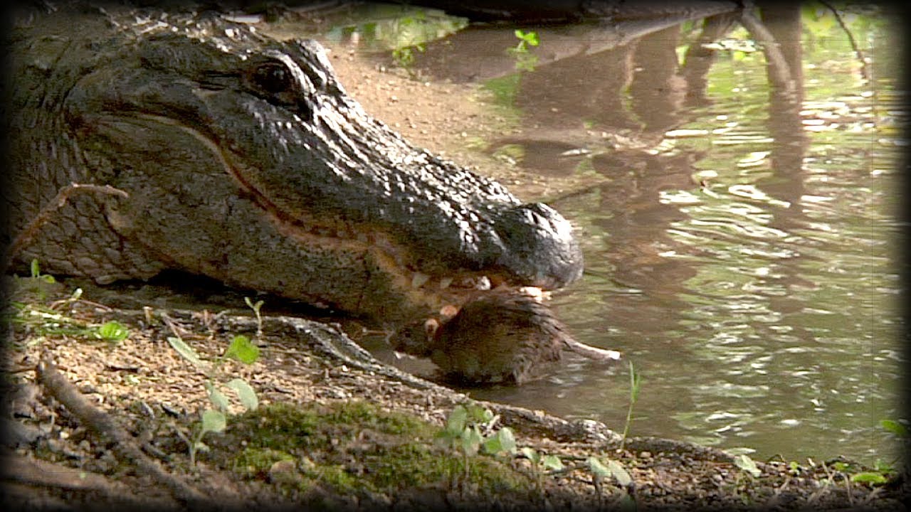 Alligator Eats Rat Alive 01 - Animal Attack - YouTube