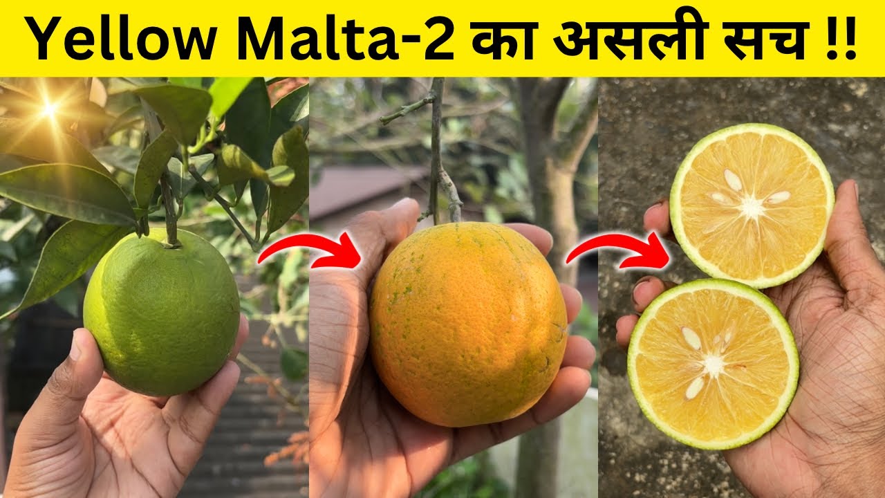Best Citrus Varieties For Pot | Yellow Malta-2 | मोसंबी का पौधा कैसे ...