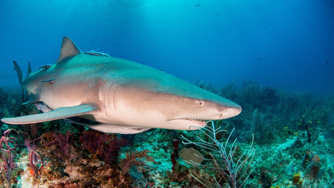 Tubarão Limão Característica Rara no fundo do Oceano - YouTube
