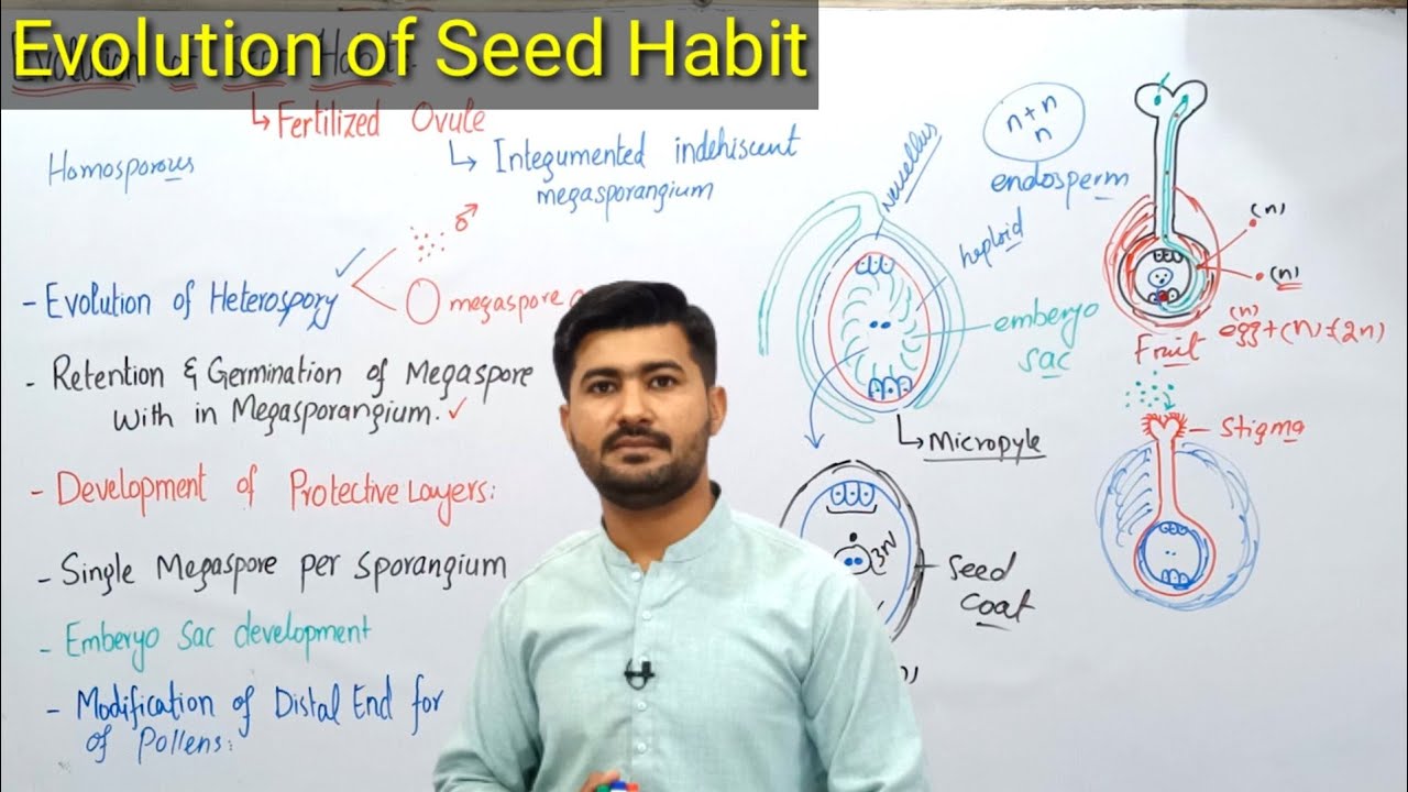 9.10 Evolution of Seed Habit | Process of seed evolution | kingdom ...