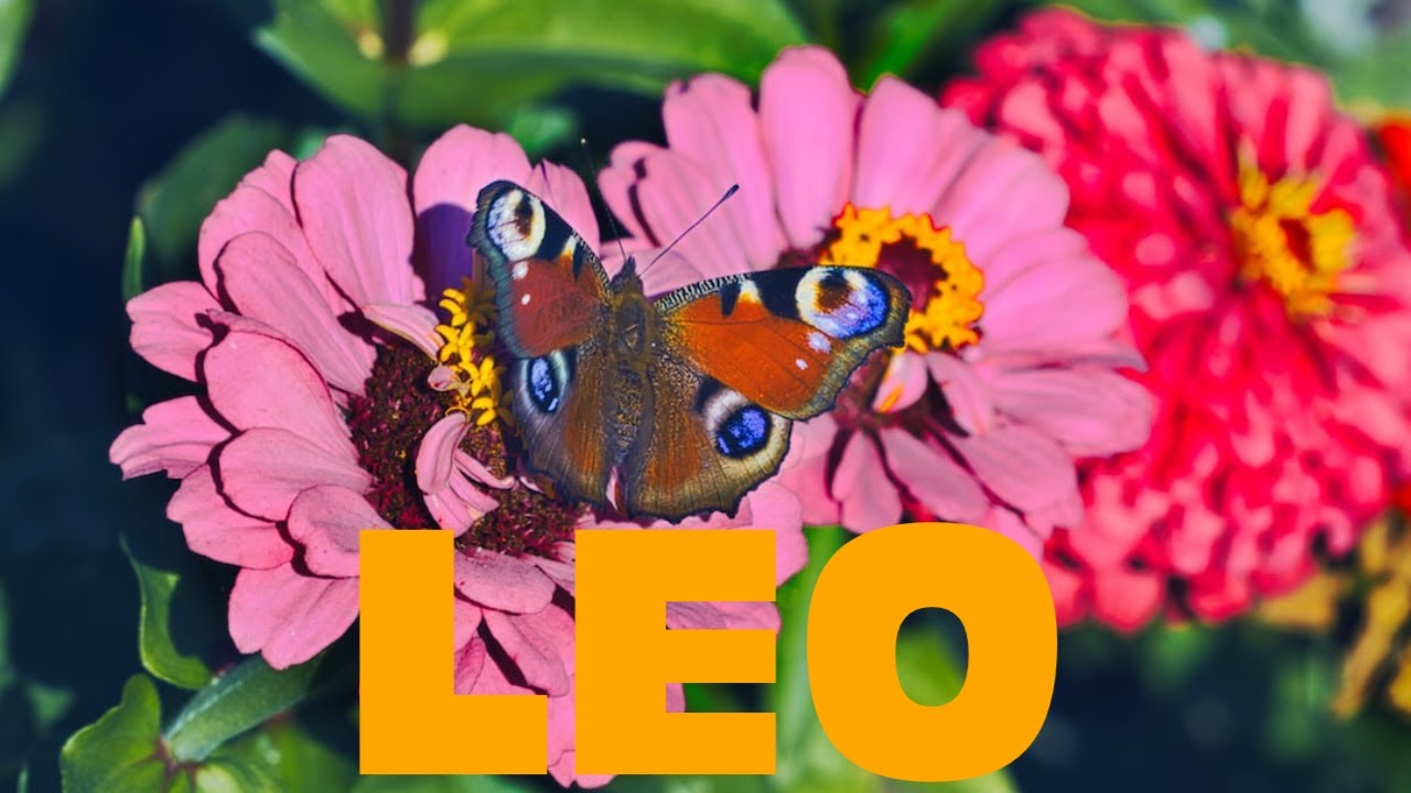 LEO - ANGEL READING! JANUARY 2024 - YouTube