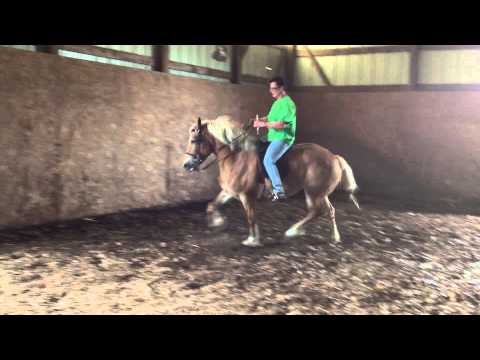 Camille's Charm HAHF First way of the ring