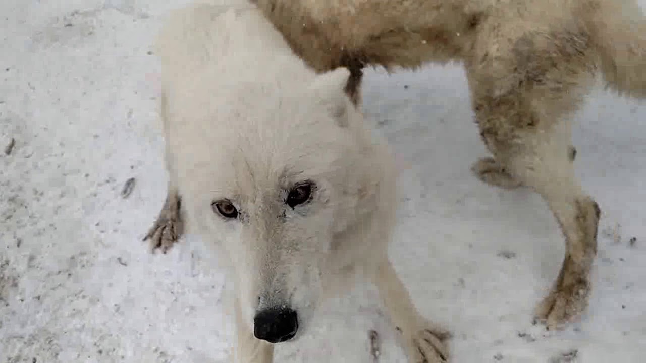 Winter morning walk through the Wolf sanctuary - YouTube