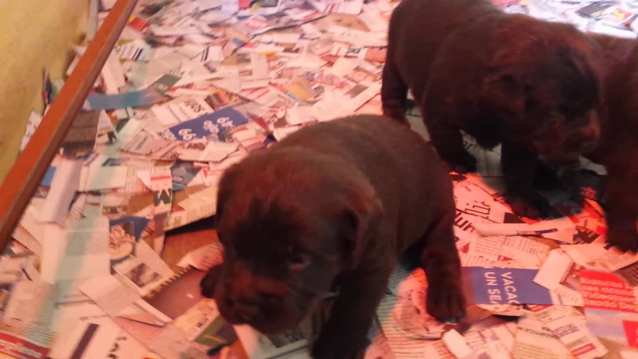 GCH Epoch's Moccasin Joe (grizz) & Summer stor - YouTube