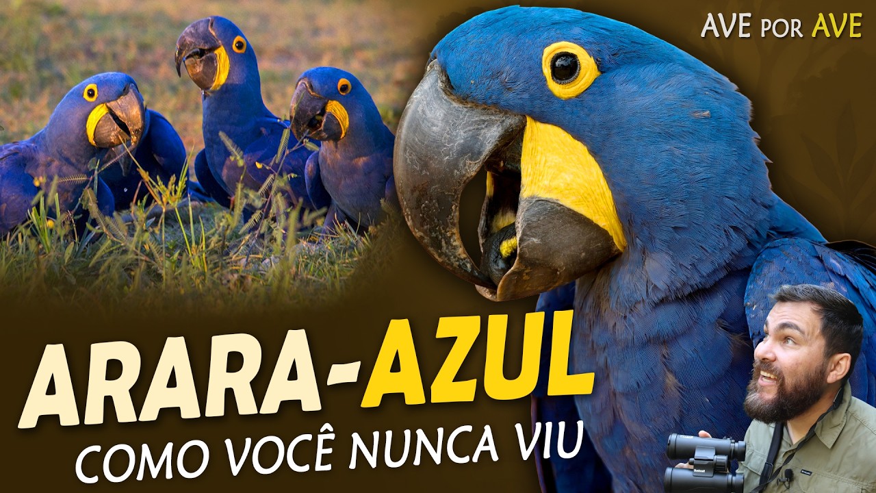 ARARA-AZUL, A GIGANTE AZUL DO PANTANAL | Ave por Ave - YouTube