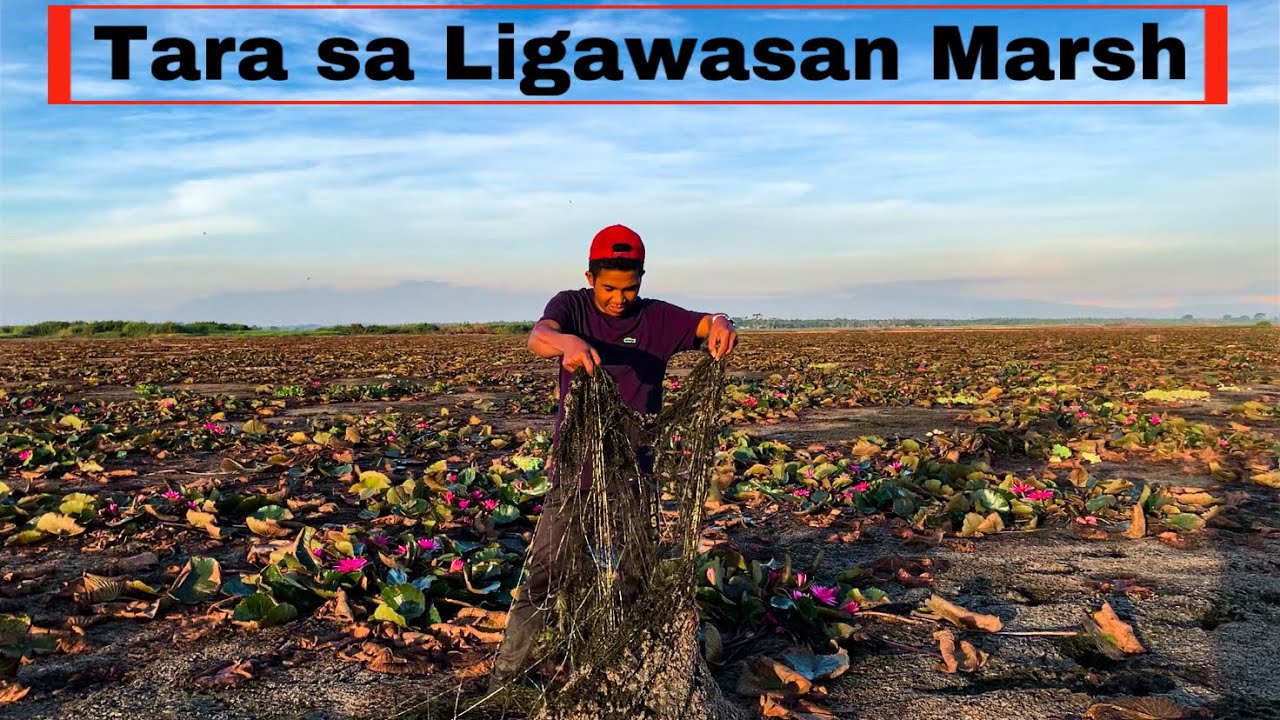 Puntahan natin ang Ligawasan Marsh | LifewayPH - the daily life in the ...