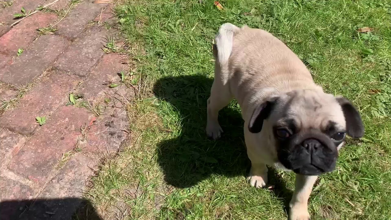 Dat Dog 🐶 2! - YouTube