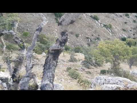 Κυνηγι λαγου. Σκυλαρες μου, Τα ρέστα μου.... - YouTube