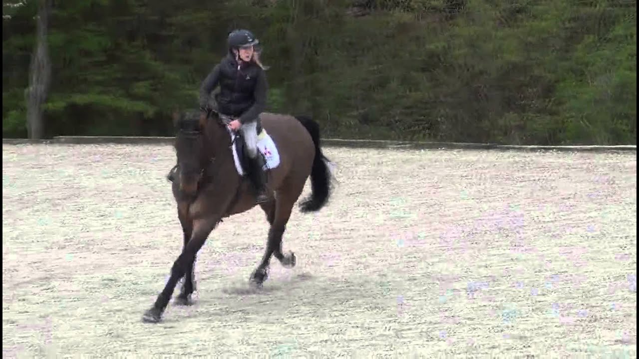 Sportpferde Matthias Keil - Montanus - YouTube