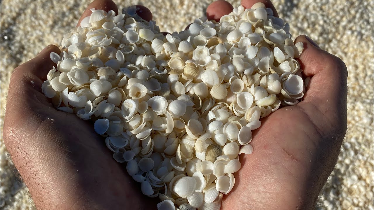 Shell Beach, West Australia 🇦🇺 - YouTube