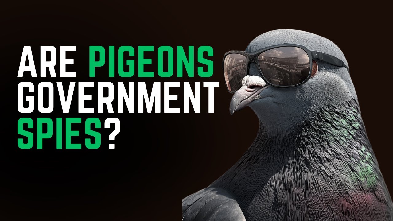 Are Pigeons Government Spies? - YouTube