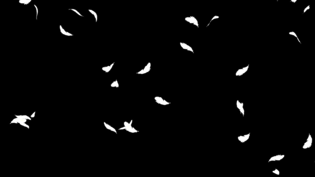 Falling Feather White HD Animation - YouTube