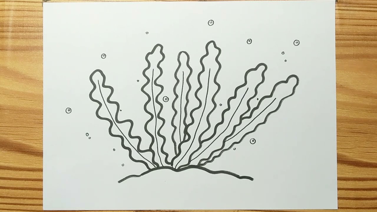 SEAWEED EASY DRAWING - YouTube
