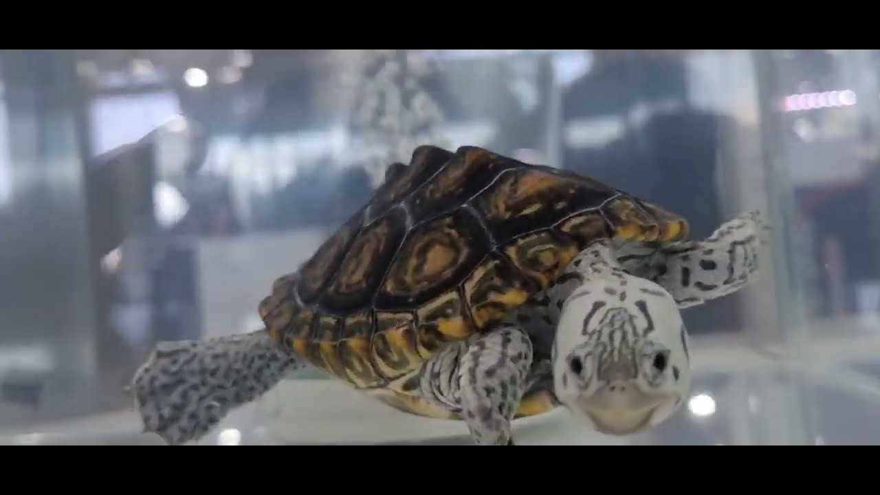 Million Dollar Turtle - YouTube