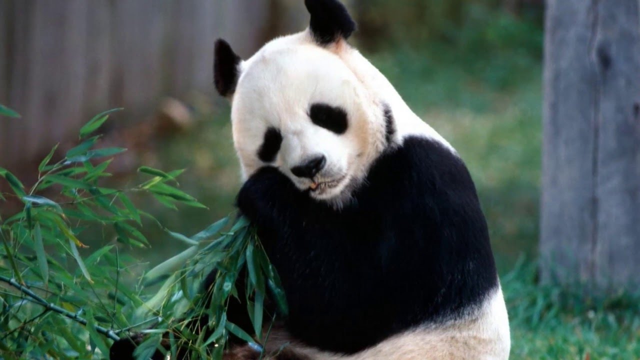 Female pandas approaching adulthood wander long distance looking for ...