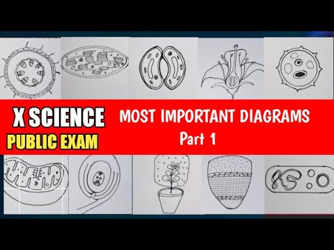 X Science Public Exam most important diagrams easy drawing - YouTube