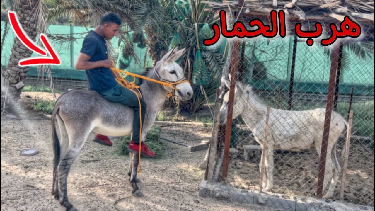 تحدي ركوب الحمار صار فلم بالمزرعه ماعرفنا نسيطر على الحمار 💔😳 Youtube