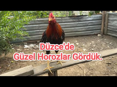Düzce’de Güzel Horozlar Gördük.\