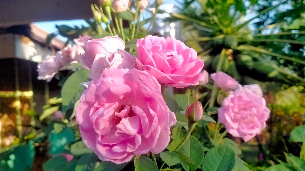 Beautiful Roses Fully Bloomed - YouTube