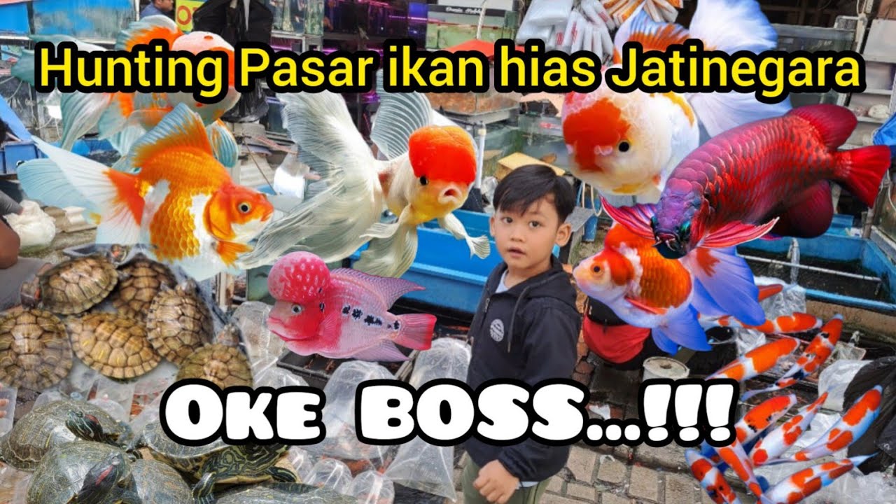 HUNTING PASAR IKAN HIAS JATINEGARA || OKE BOSSS...!!! - YouTube