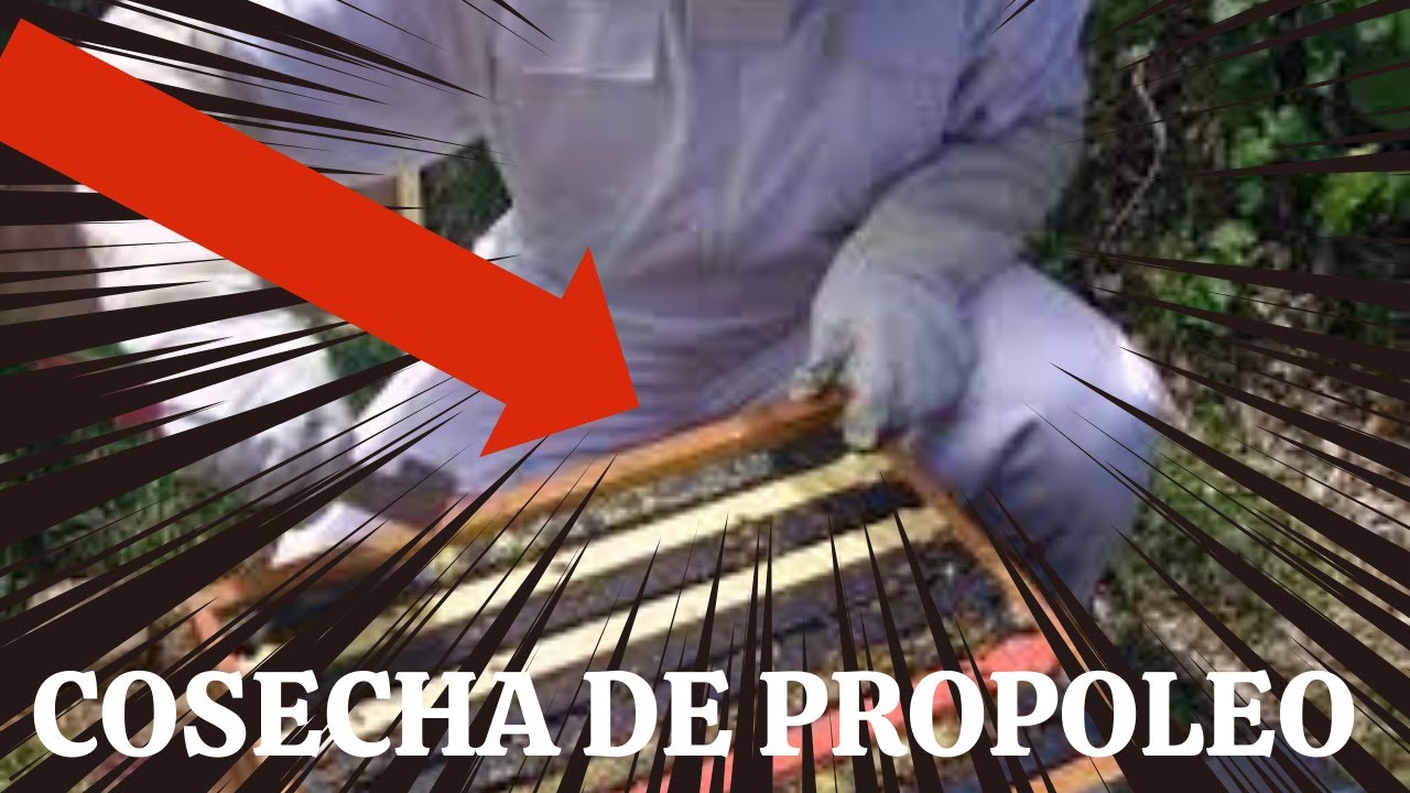 Cosecha de Propóleos: Consejos y Beneficios COSECHA DE PROPOLEOS ...