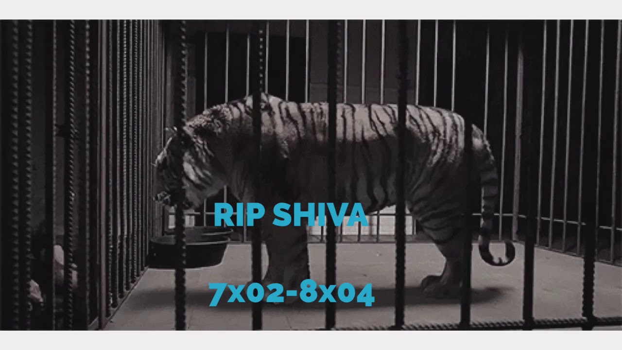 RIP SHIVA - YouTube