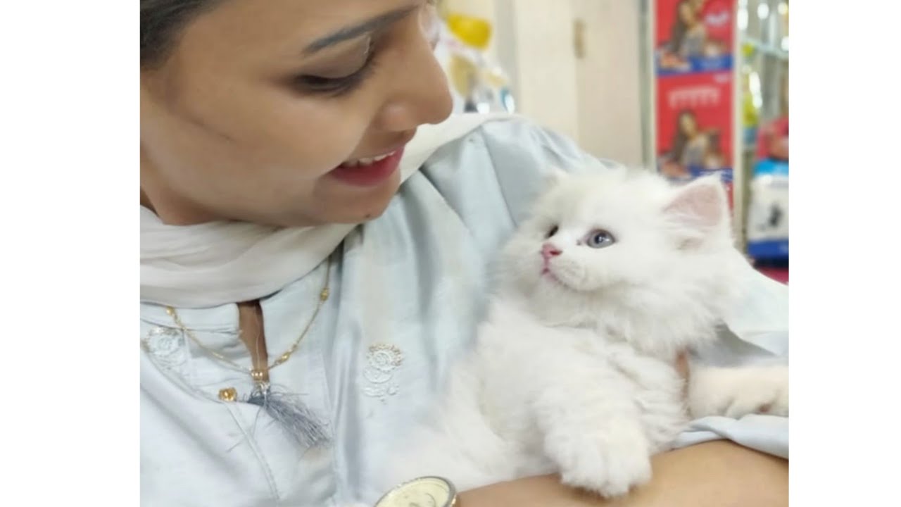 Snow white Persian semi punch kitten for sale in nagpur |mumbai | spa ...