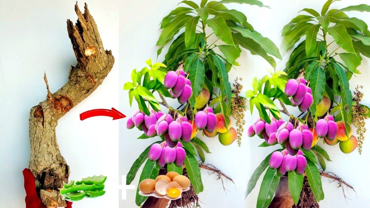 Best Techniques Growing Mango Tree to bears much fruit with Toothpaste ...