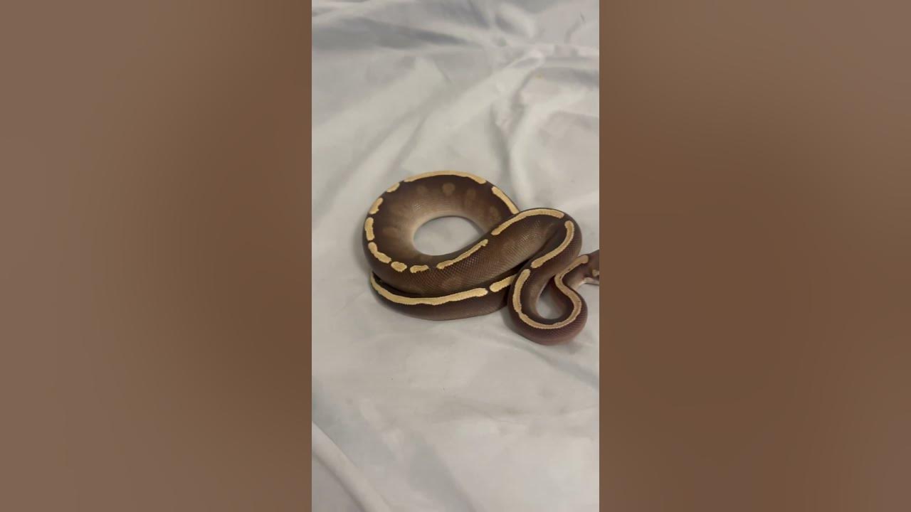 guess the Genetics of this Ball python! - YouTube
