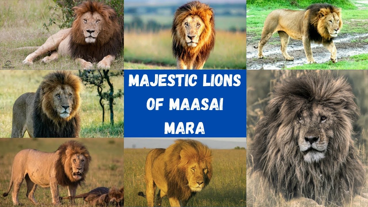 Famous Lions of the Maasai Mara | Huge Male Lions | Majestic Lions ...