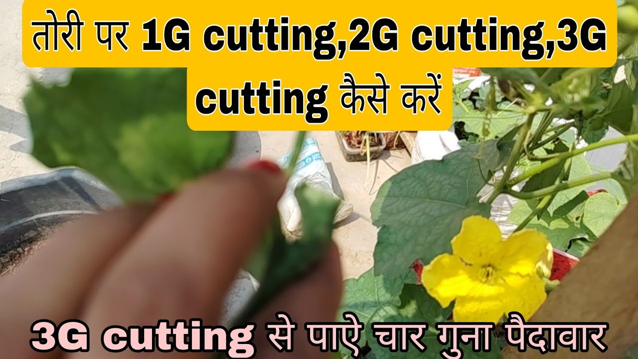 तोरी पर 1G cutting, 2G cutting, 3G cutting कैसे करें/1G cutting, 2G cutting, and 3G cutting kre ...