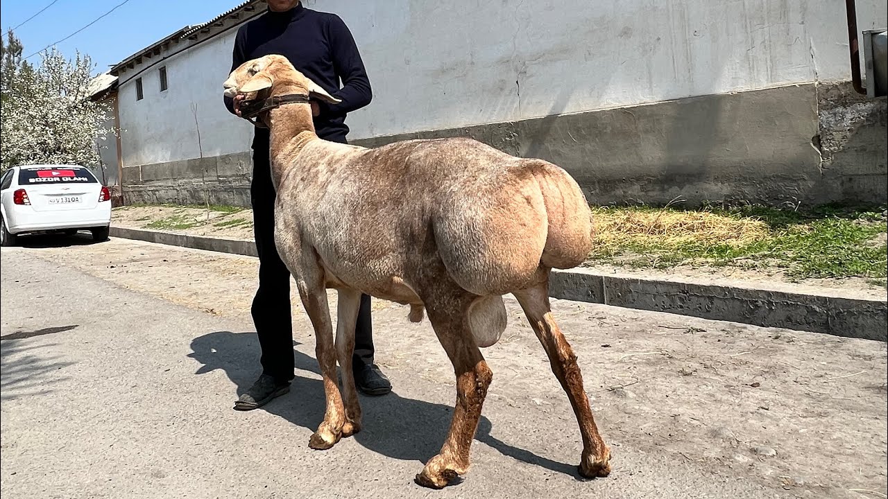 TOZZA EDILBAY QOZI QOCHKORLAR KELDI SHOSHILING ☎️91-658-12-12 - YouTube