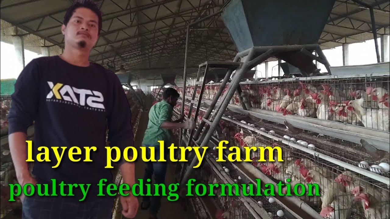 layer poultry farm | poultry feeding formulation | feed trolley feeding ...