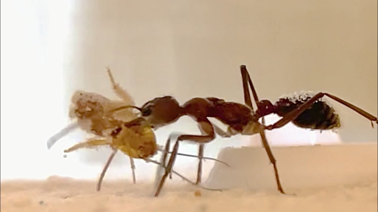 Bulldog Ant attacks cockroaches. 【Myrmecia simillima】 - YouTube