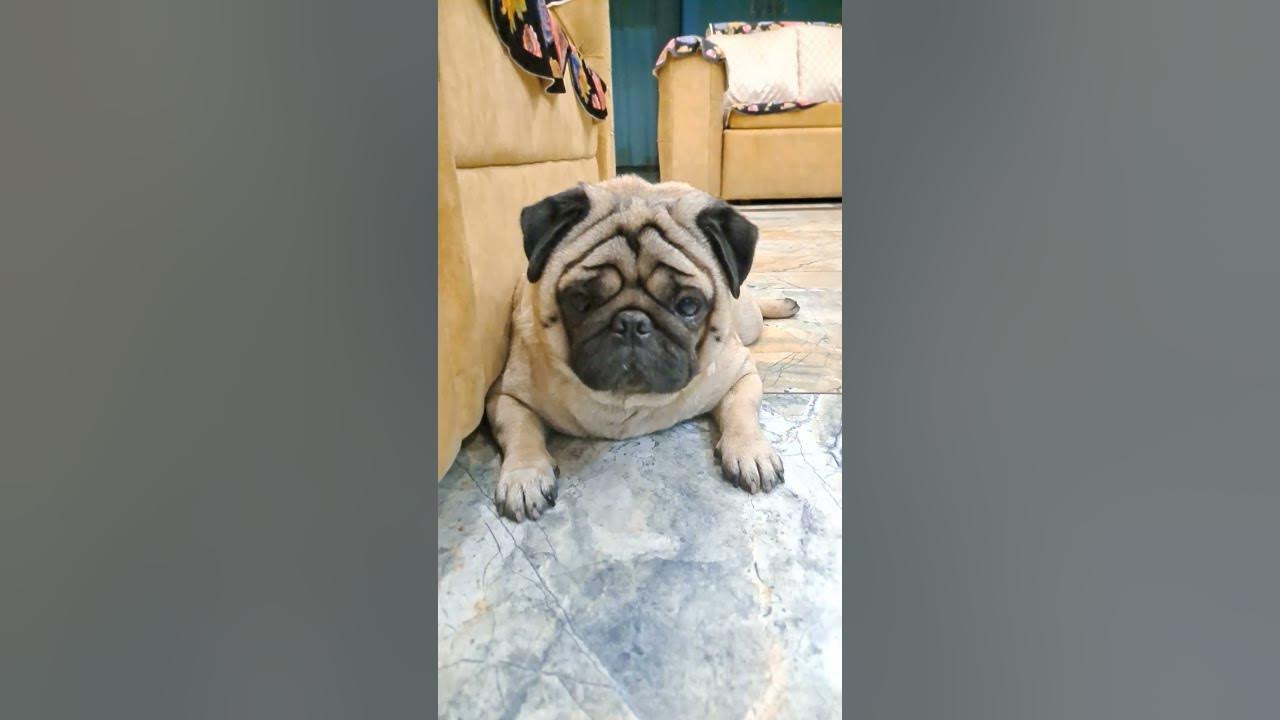 Talking with lazy pug. #puglove #pugteddy #doglover #cutepug #funny # ... Talking with lazy pug. #puglove #pugteddy #doglover #cutepug #funny # ...