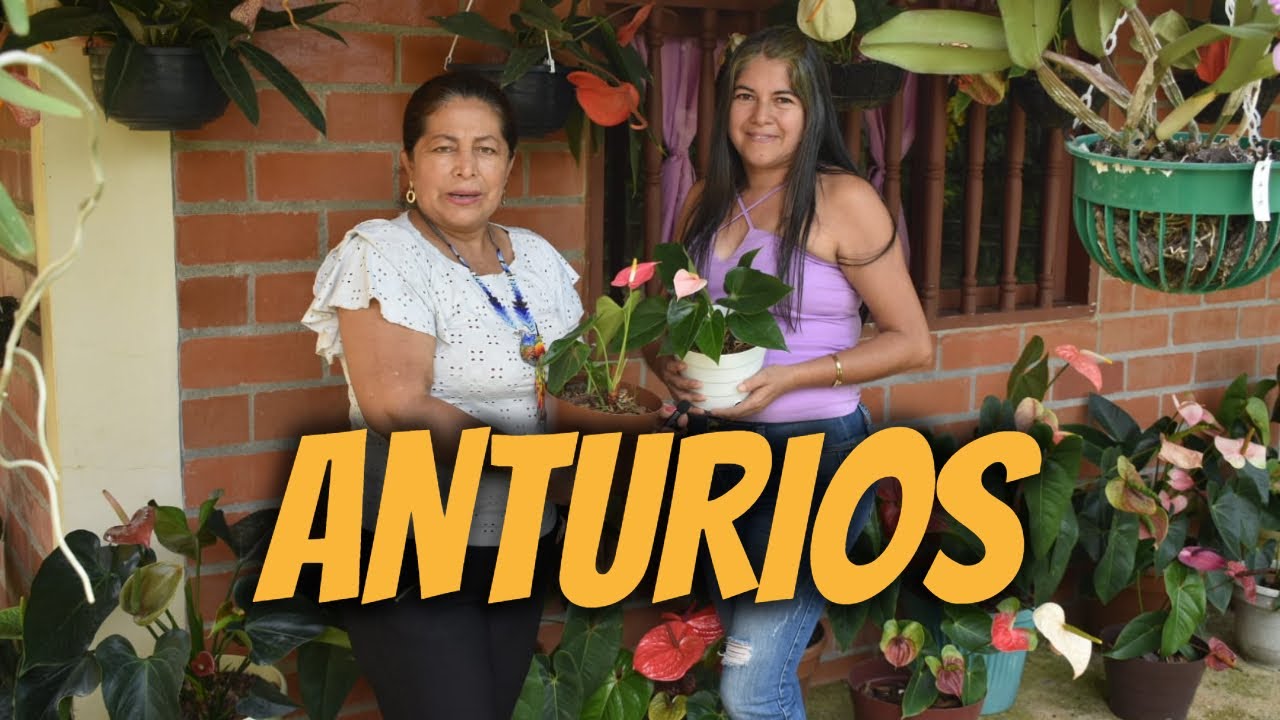 TOUR por el JARDÍN de ANTURIOS| Piendamo-Cauca. - YouTube