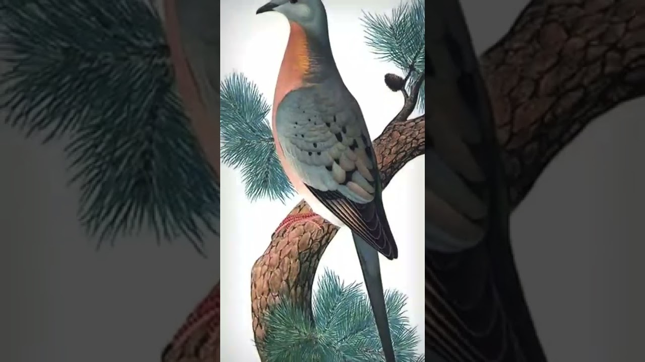 Pombo Passageiro Extinto